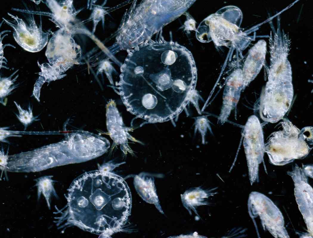 Dance of the Tides & Moon Phases and Tides Flip-book - O'Neill Sea Odyssey